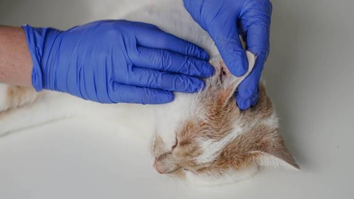 Ear infections in cats: Vet's guide to causes and treatment | PetsRadar