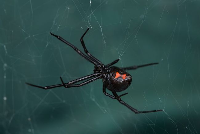World's Deadliest Spiders a Toxic Myth? | Live Science