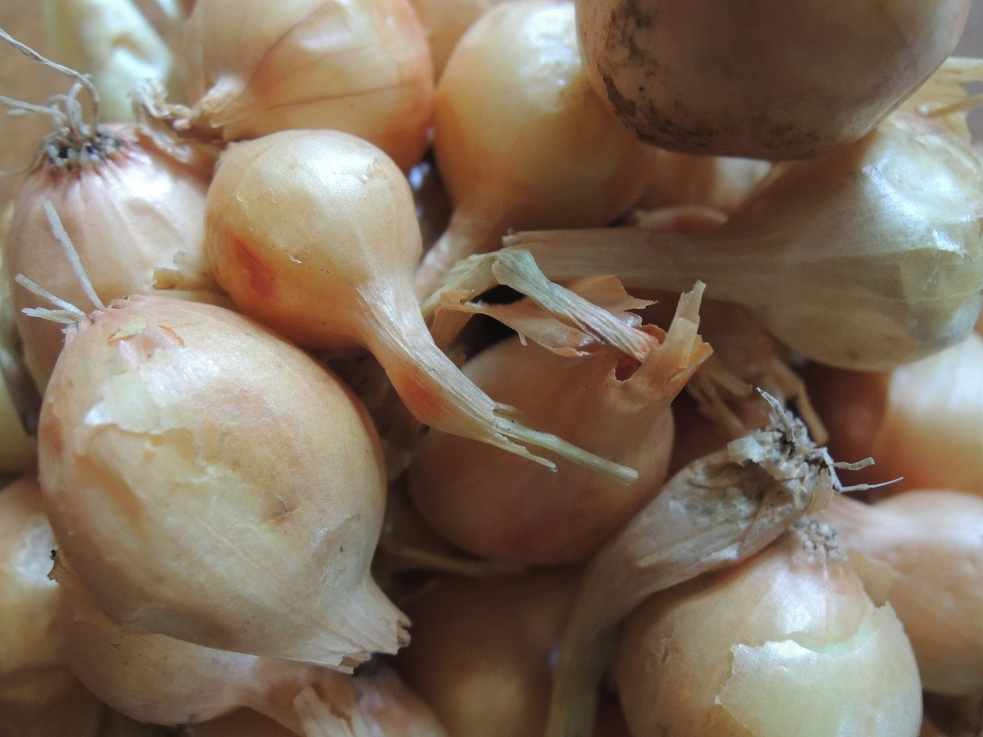 How To Store Onion Sets For Planting | Gardening Know How