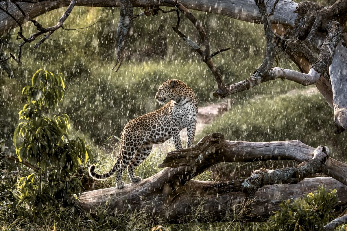 Remembering Leopards reveals results of conservation photo competition ...