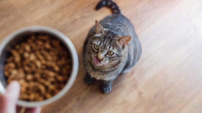 10 signs a cat is happy: How to know if your kitty is content | PetsRadar