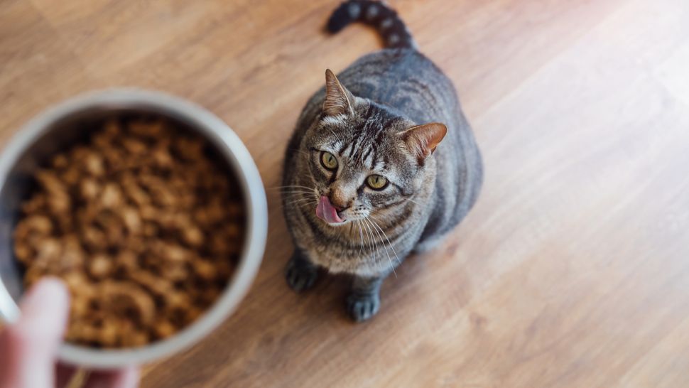 10 signs a cat is happy: How to know if your kitty is content | PetsRadar