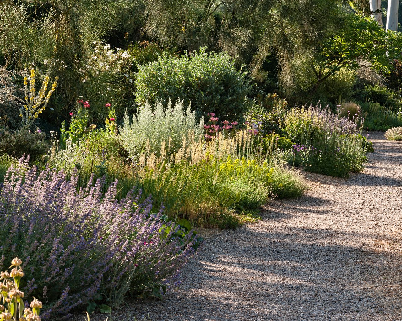 Dry gardens: how to design a drought-tolerant backyard | Gardeningetc