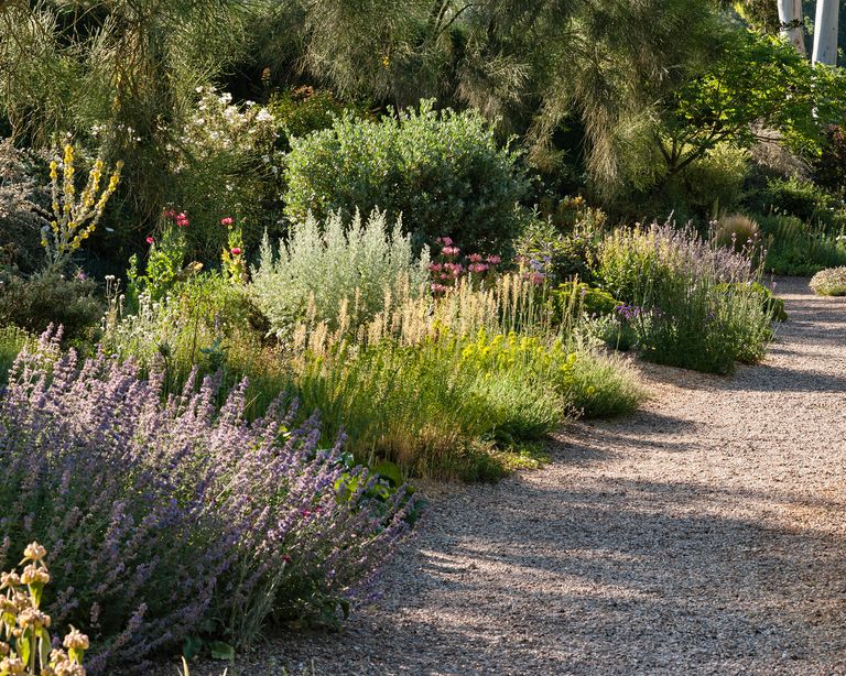 Dry gardens: how to design a drought-tolerant backyard | Gardeningetc