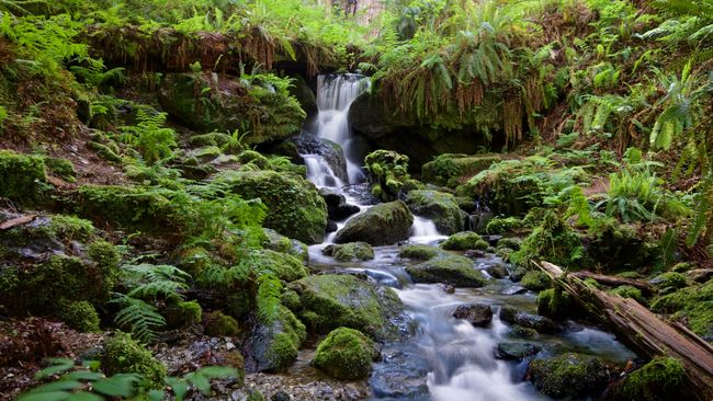 Can you drink water from a stream? Finding safe water sources in the ...