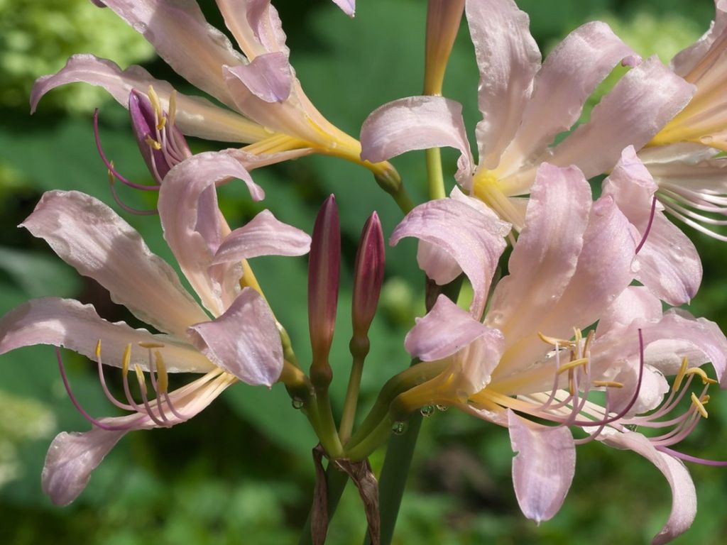 Information On Growing Lycoris Lily | Gardening Know How