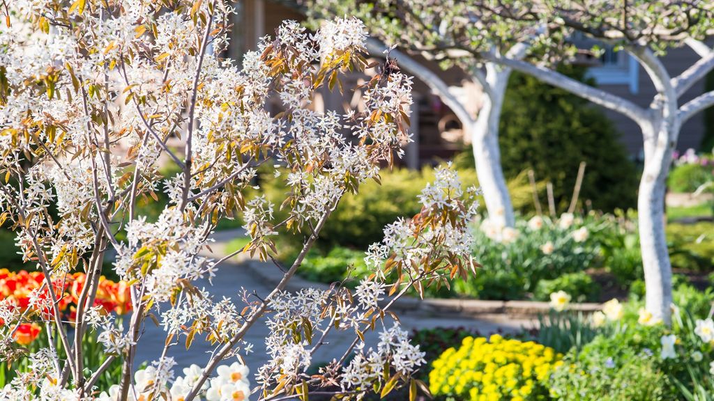 Easiest orchids to grow: 5 varieties you can't kill | Homes and Gardens