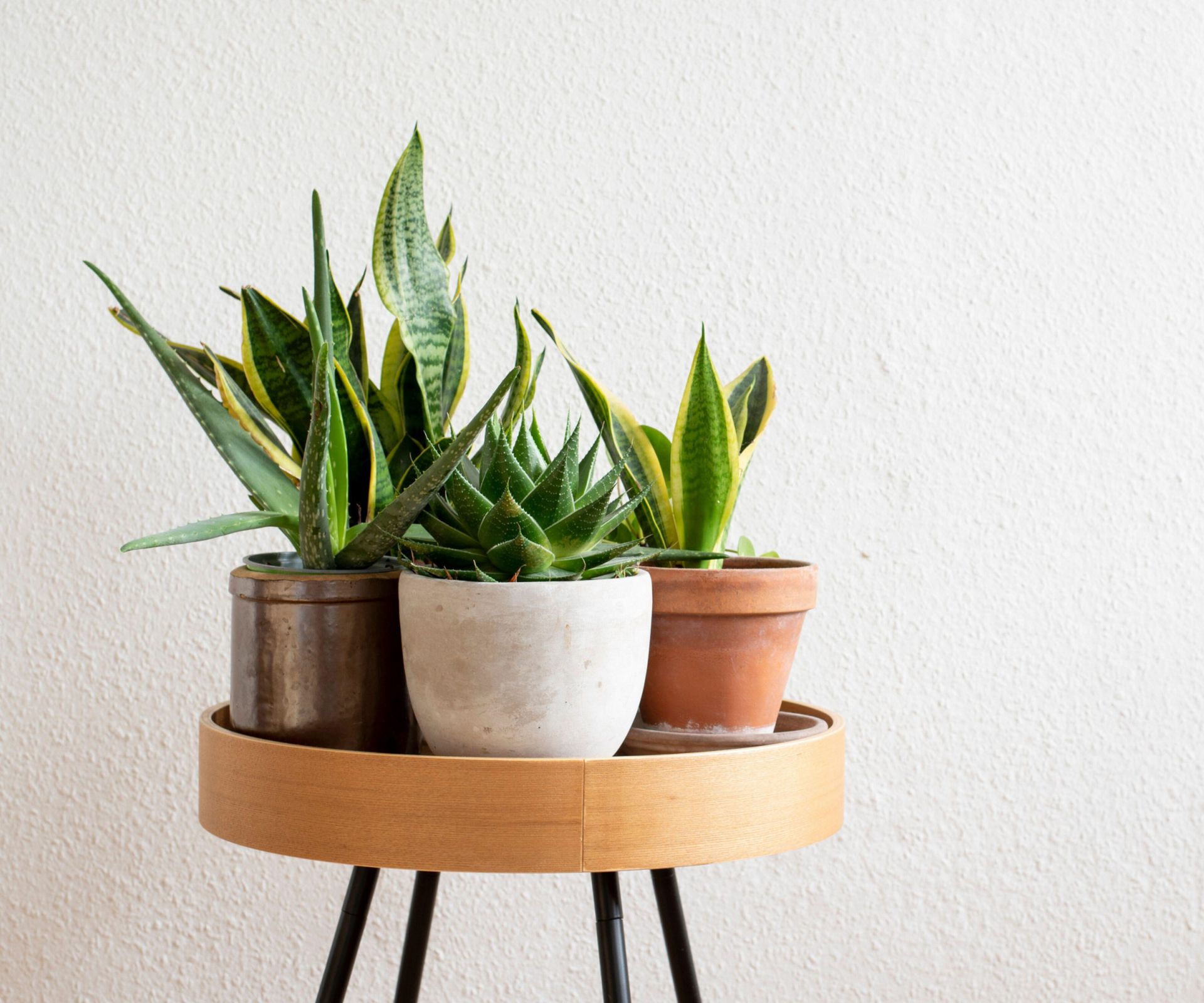 Best cold-tolerant houseplants: 6 plants for chilly spots | Homes and ...
