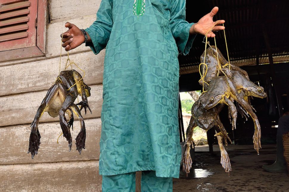 15 of the largest animals of their kind on Earth | Live Science