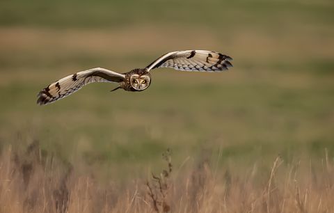 5 tips to capture great bird in flight photography | Digital Camera World