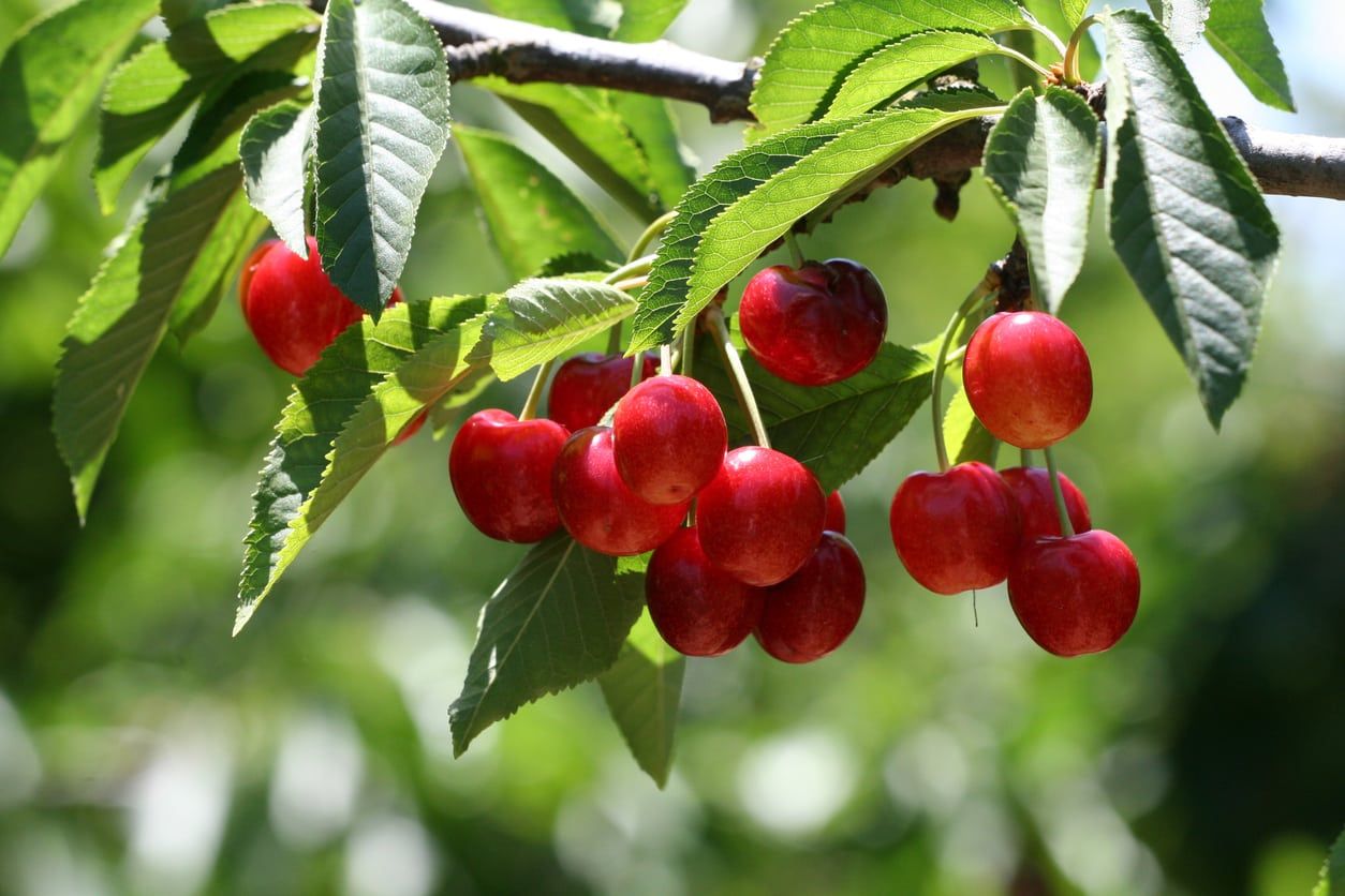 Cherry Fruit Drop: Reasons For A Cherry Tree Dropping Fruit | Gardening ...