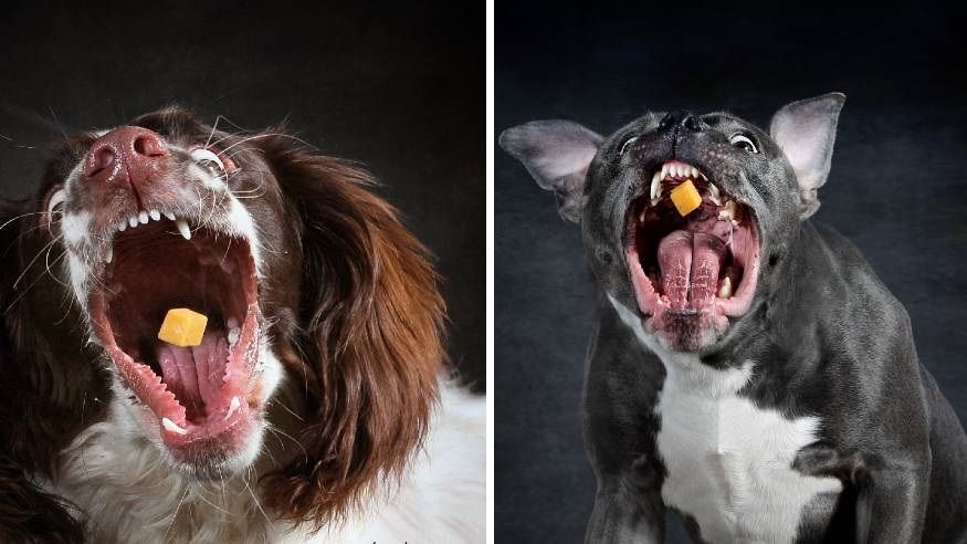 Hilarious snaps of dogs catching cheese raises money for charity ...