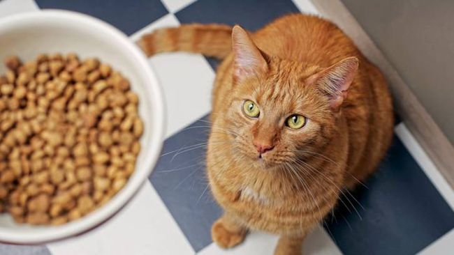 Does cat food expire? How to keep your cat food fresh | PetsRadar