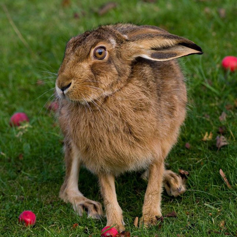 Look Quick: Gallery of the Fastest Beasts on Land | Live Science