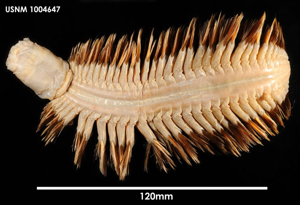 In Photos: Weird Bristle Worm Calls Antarctica Home | Live Science