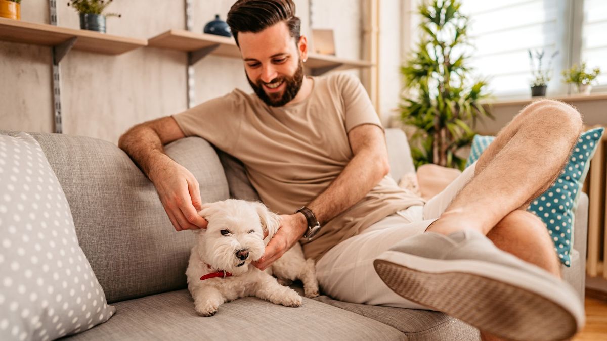 27 practical tips for training your dog on your own | PetsRadar