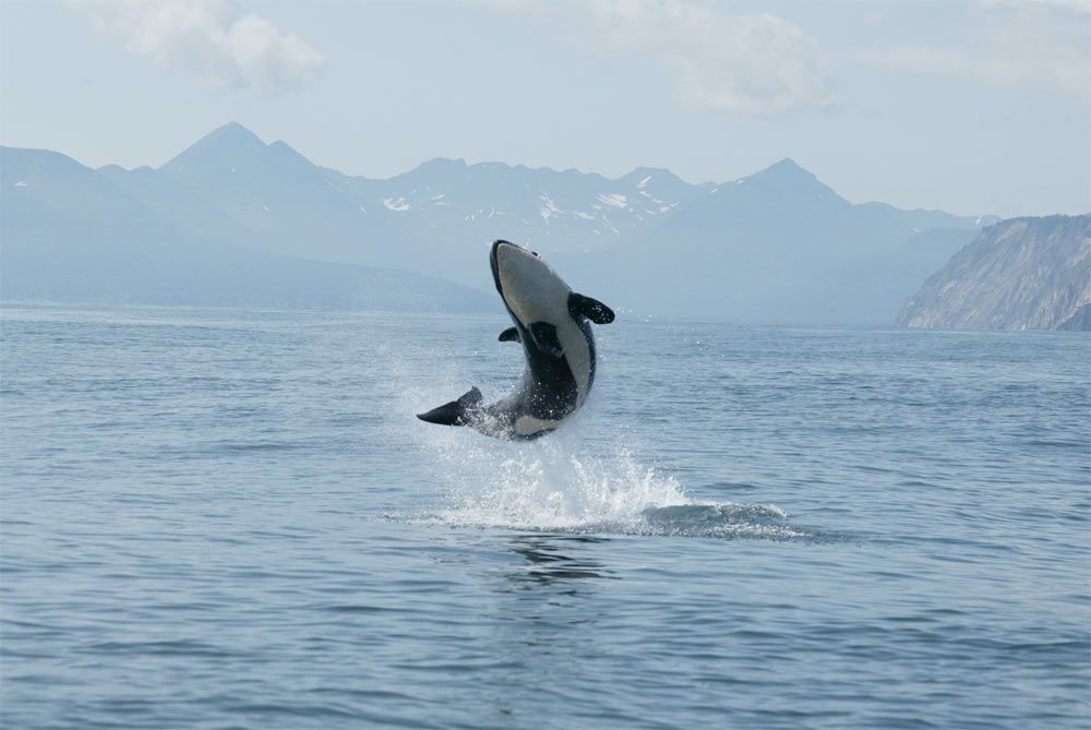 'Blackfish' Is an Intense Look at Orcas in Captivity (Op-Ed) | Live Science
