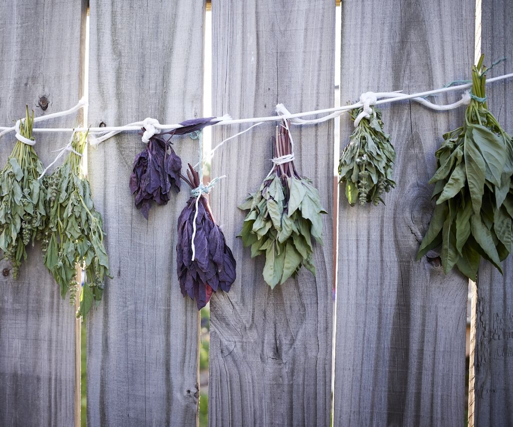 3 Easy Ways To Dry Basil | Gardening Know How