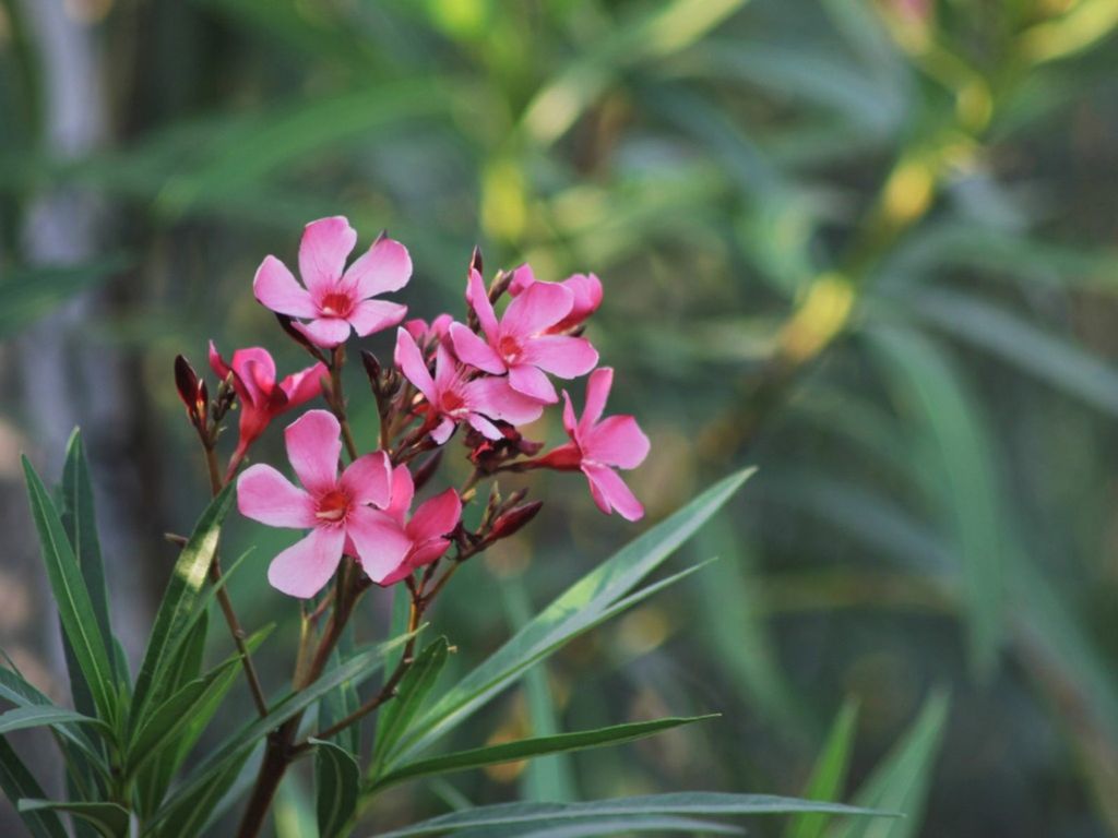 Oleander Plant History: Where Does Oleander Come From | Gardening Know How