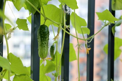 7 Best Vertical Growing Vegetables to Plant in Small Spaces | Livingetc