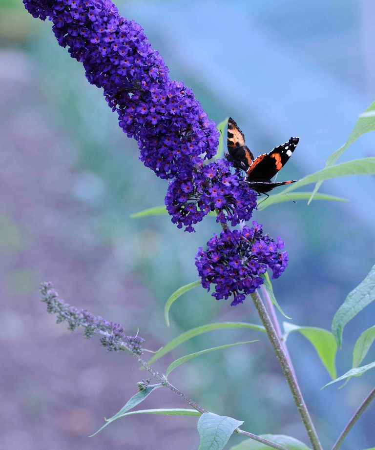 Experts reveal buddleja is the top plant for butterflies | Gardeningetc