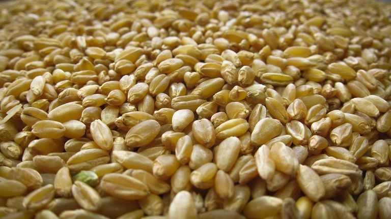 What Is Durum Wheat - How To Grow Durum Wheat Plants In The Garden ...