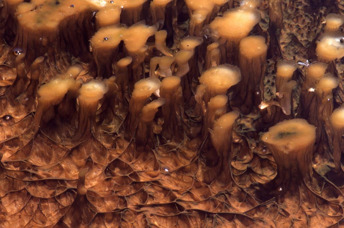 How Exoplanet Atmosphere Density Can Change Odds of Alien Life | Space