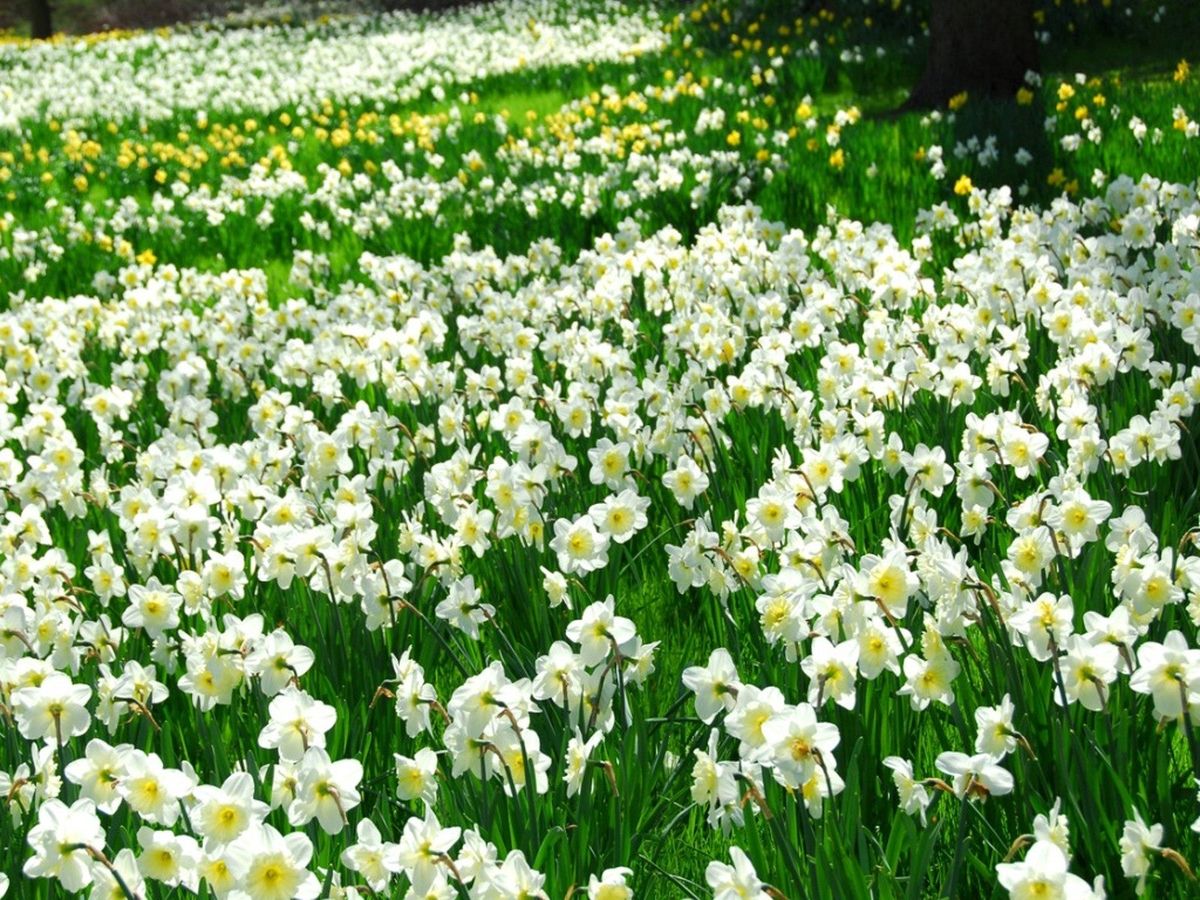 Naturalized Plant Definition: Learn About Naturalizing Plants ...