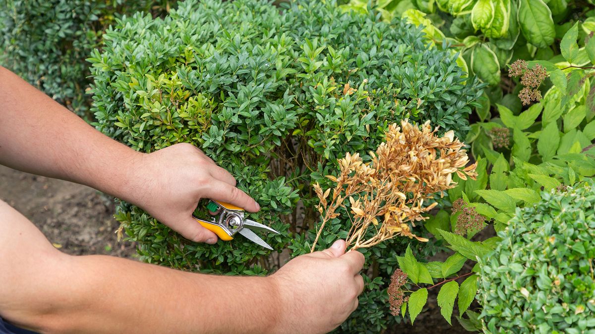 3 most common garden problems to look out for in June, according to a ...