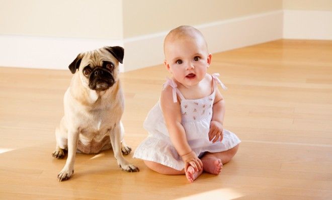 What science says your dog and baby have in common | The Week