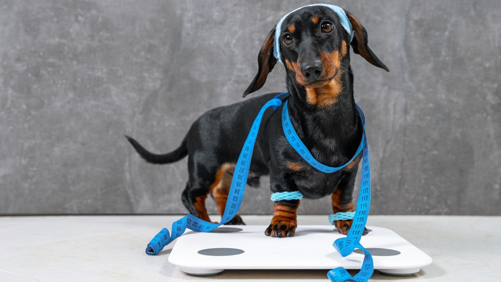 Diabetes in dogs: a vet's guide | PetsRadar