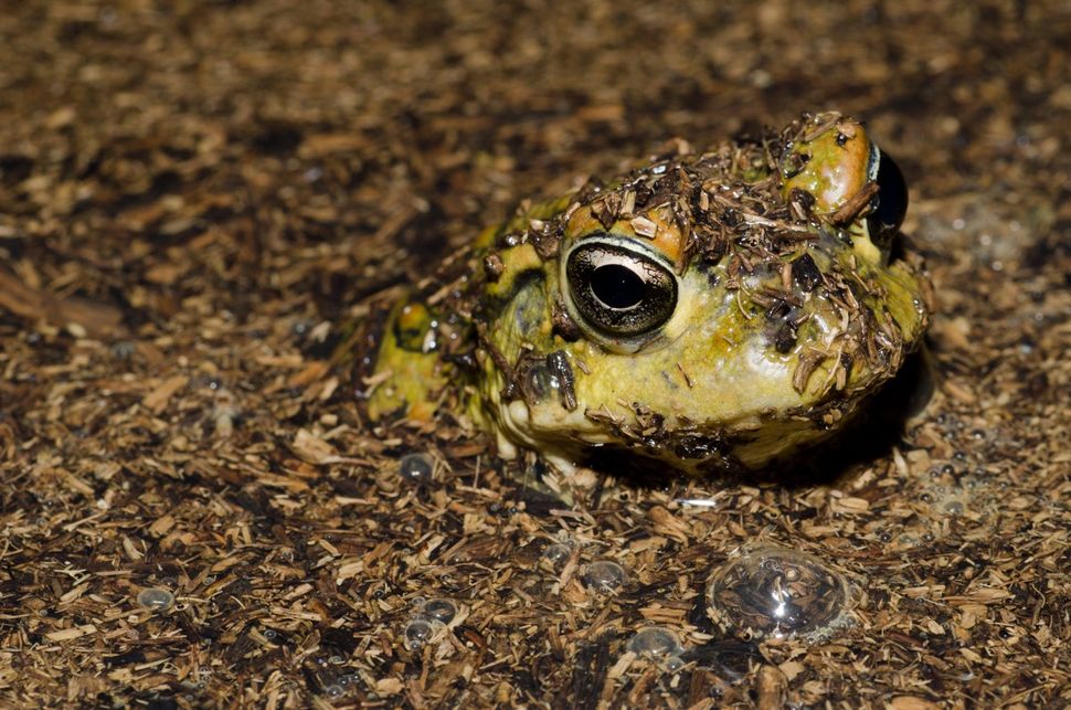 Animal Sex: How Western Toads Do It | Live Science