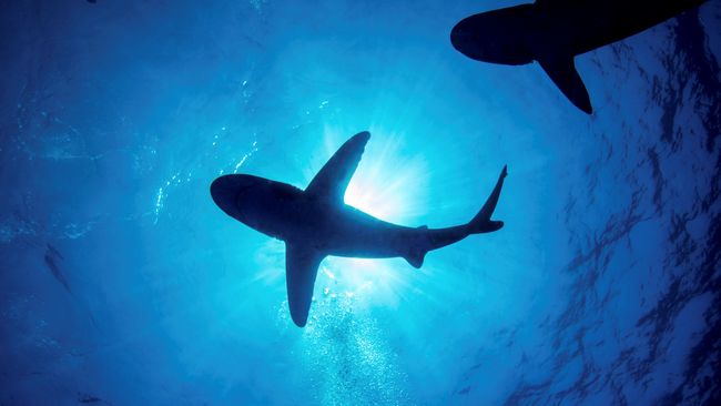 What is the deadliest shark attack ever recorded? | Live Science