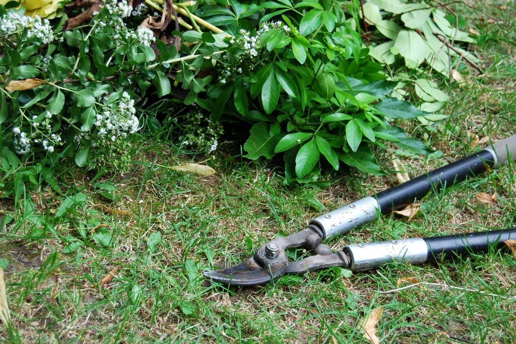 Types Of Garden Loppers - Learn How To Use Loppers In The Garden ...