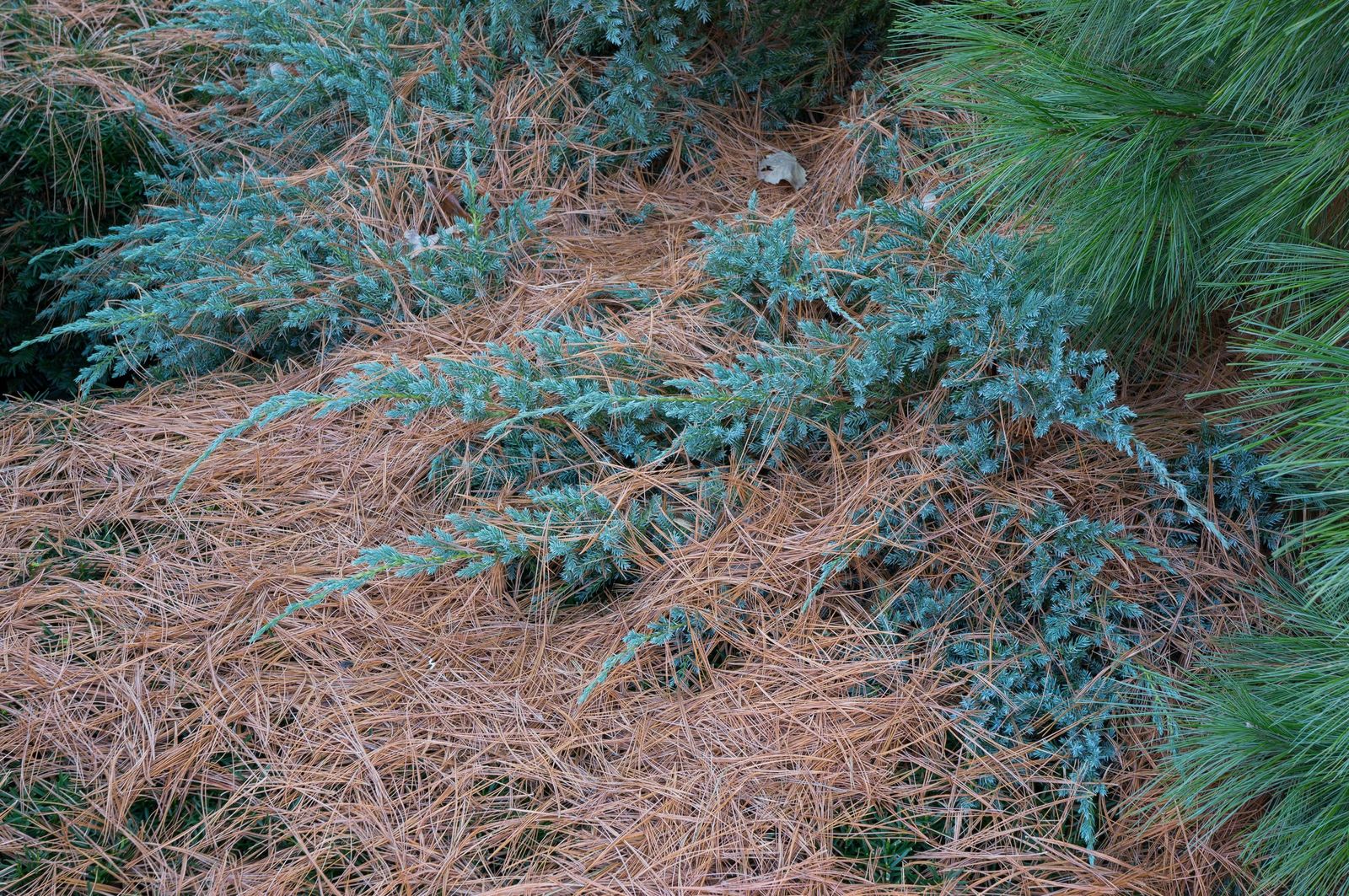 Do Conifers Shed Their Needles Frequently - How To Fix A Conifer That ...