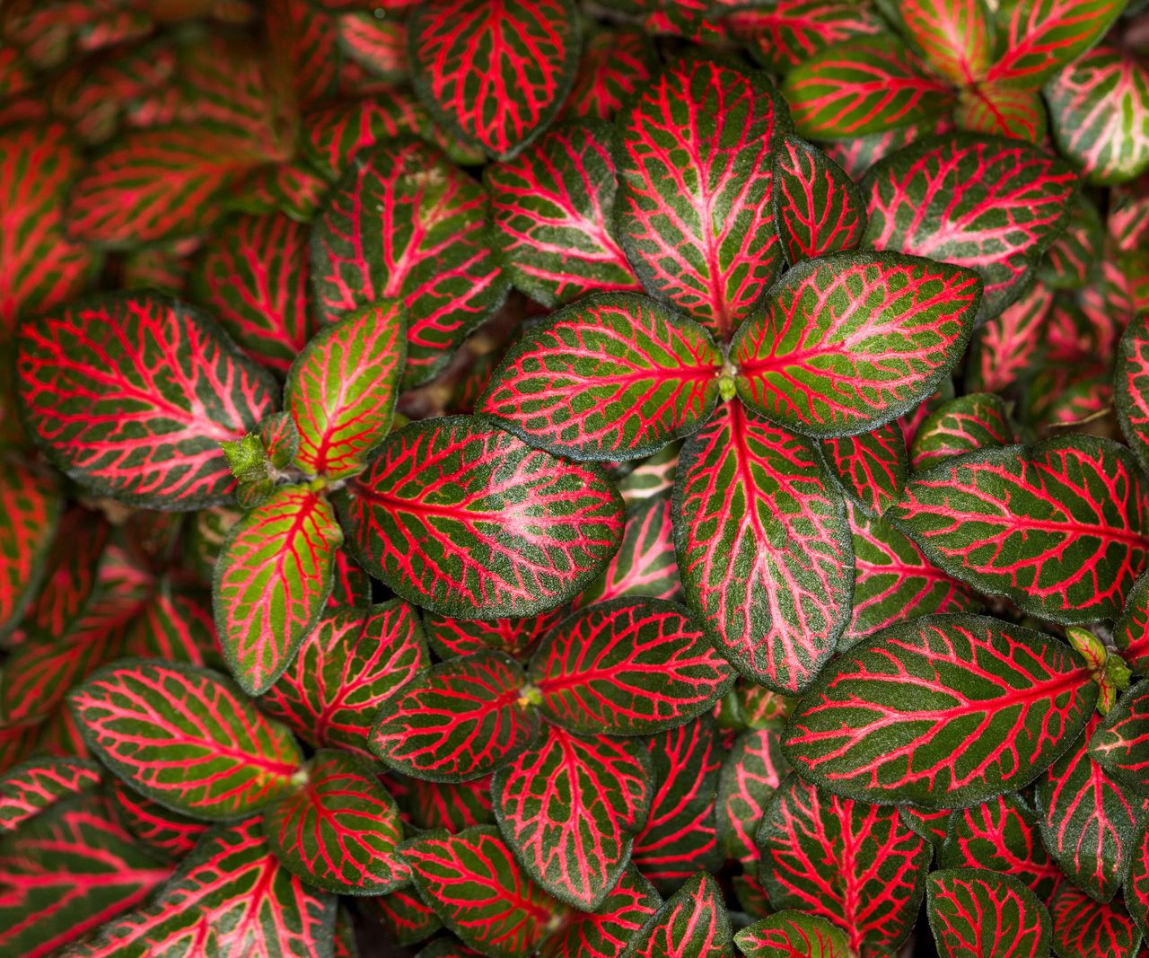 Best red houseplants: 7 energizing indoor plants | Homes and Gardens