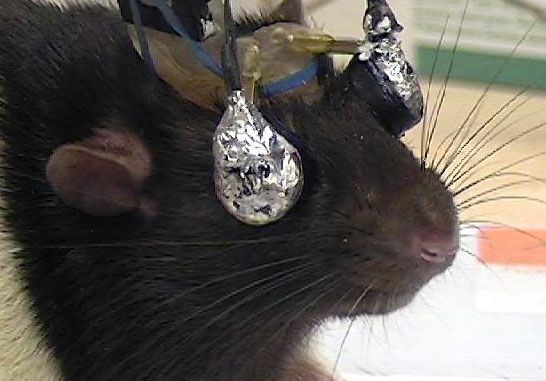 Rat Brains Learn to Predict Rewards | Rat Brain Vision | Live Science