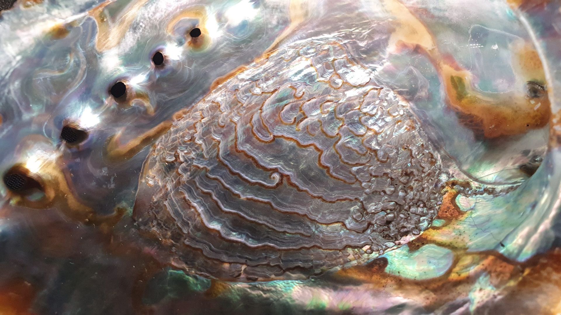 Iridescence: The greatest special effect in Nature | Country Life