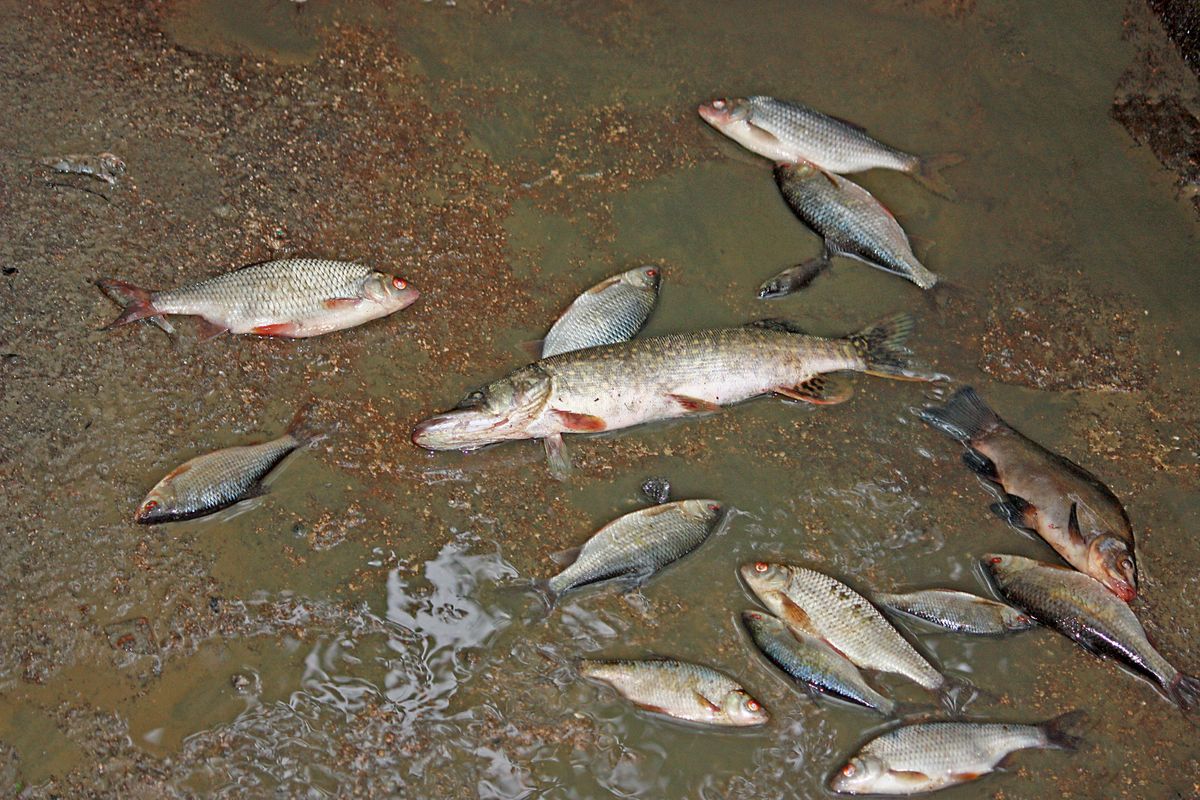 It's so hot in California that fish are being 'cooked' in the water ...