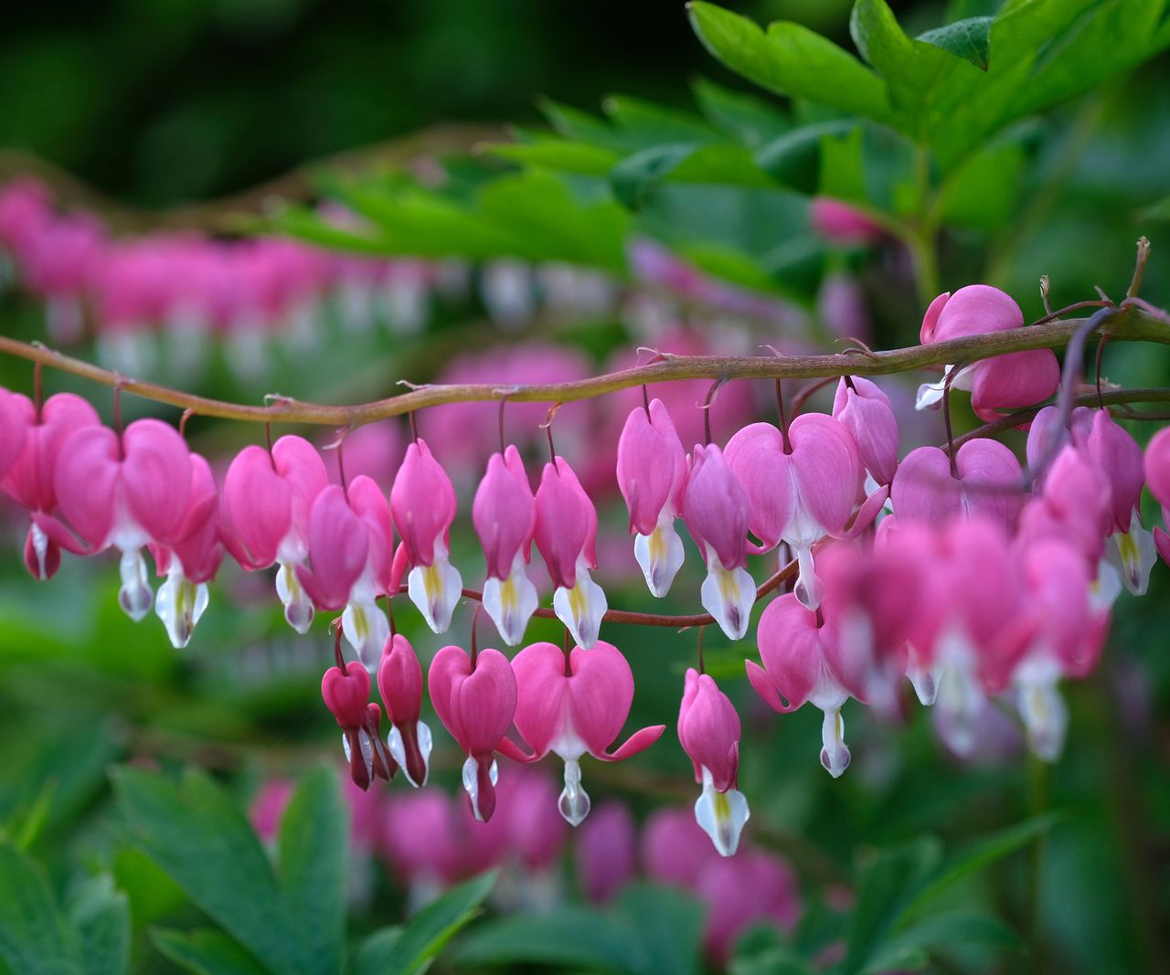 How to grow bleeding heart: for a shade-tolerant perennial | Homes and ...