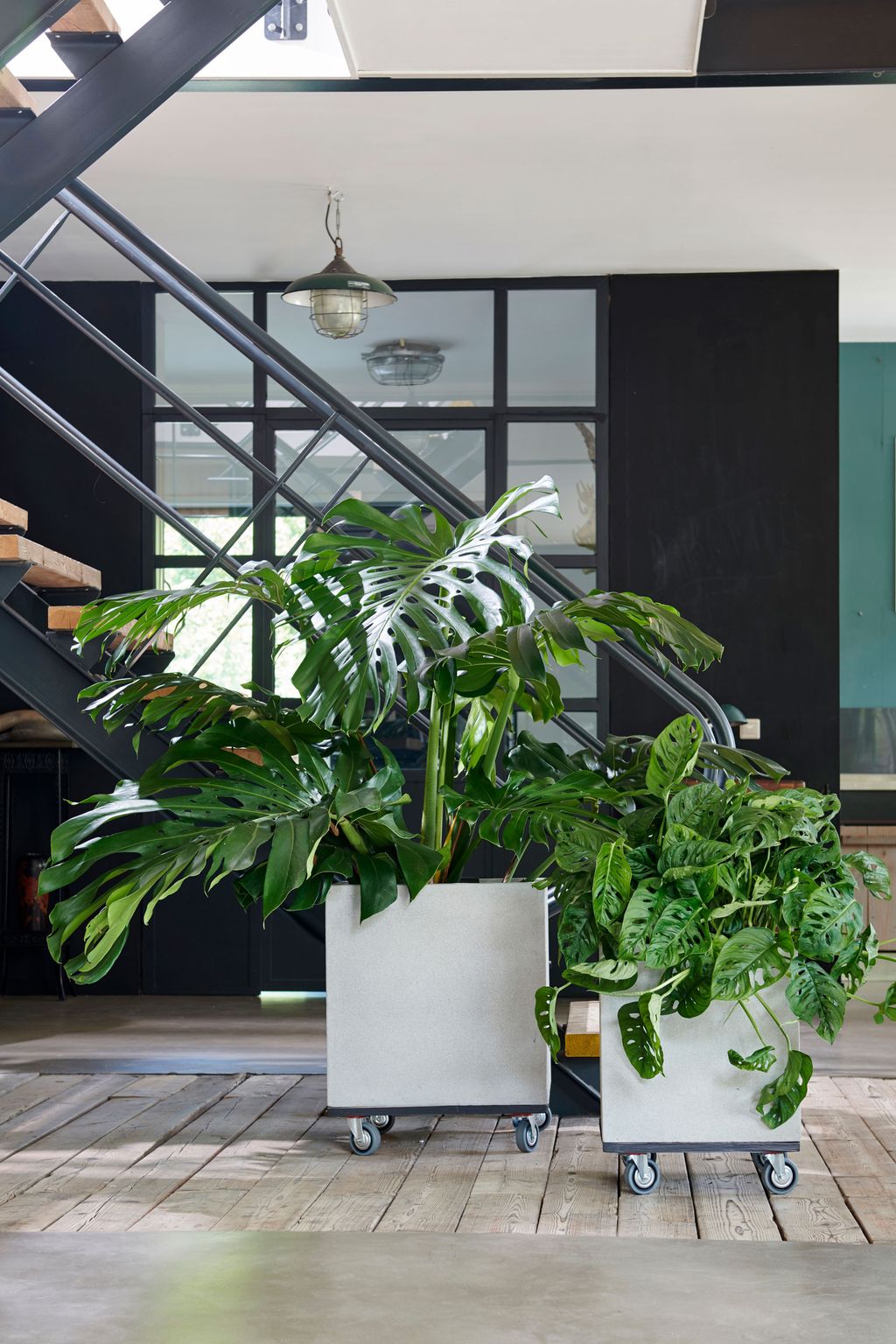 10 Monstera Ideas for Decorating With This Tropical Plant | Livingetc