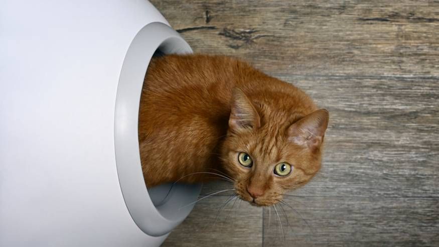 Cat poop: Normal, constipation and diarrhea | PetsRadar