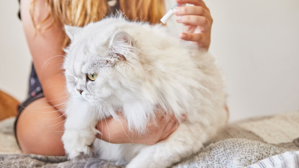 32 ways to bond with your cat | PetsRadar