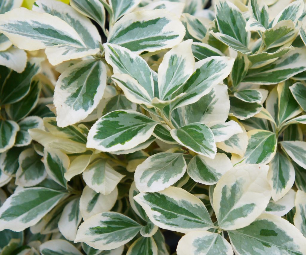 10 of the best euonymus varieties for your yard | Homes and Gardens