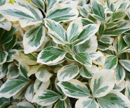 10 of the best euonymus varieties for your yard | Homes and Gardens