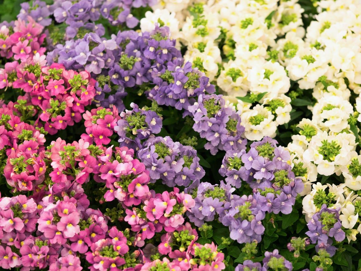 Popular Nemesia Varieties: Learn About Different Kinds Of Nemesia Plant ...