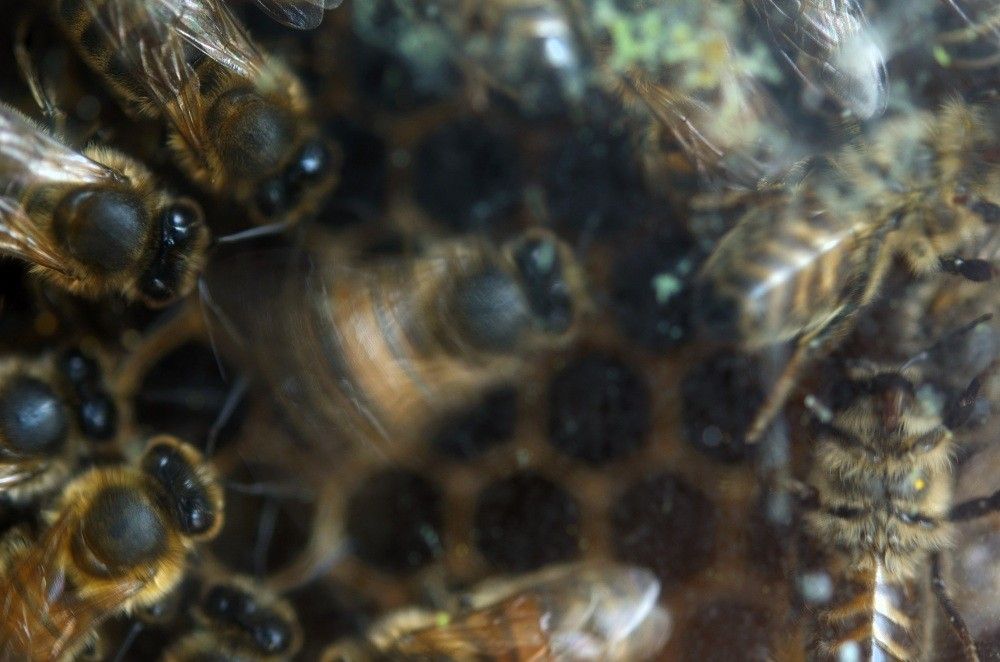 How Gravity Messes with Honeybees' Waggle Dance | Live Science