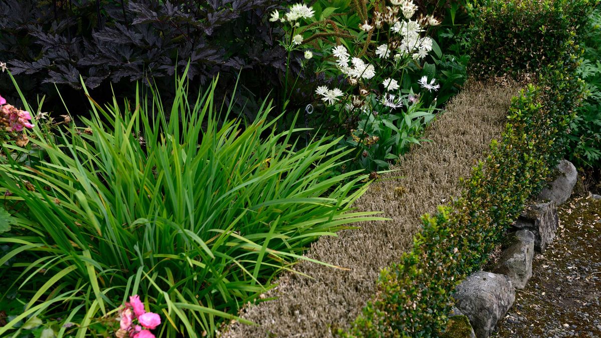 Box blight: how to prevent and treat this common disease | Gardeningetc