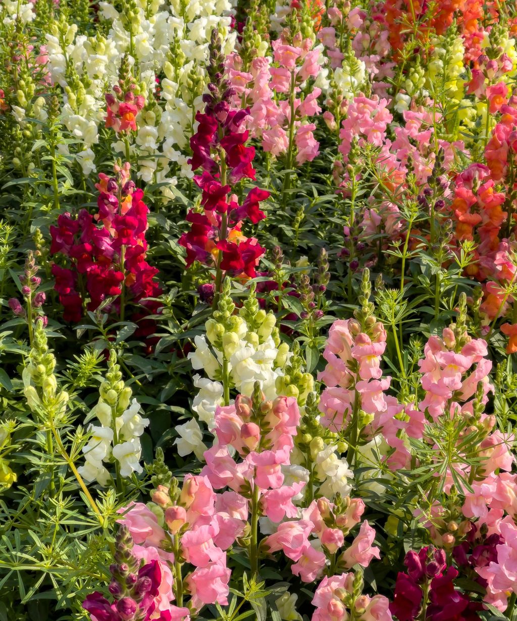 How to prune snapdragons: experts provide their top tips | Homes and ...