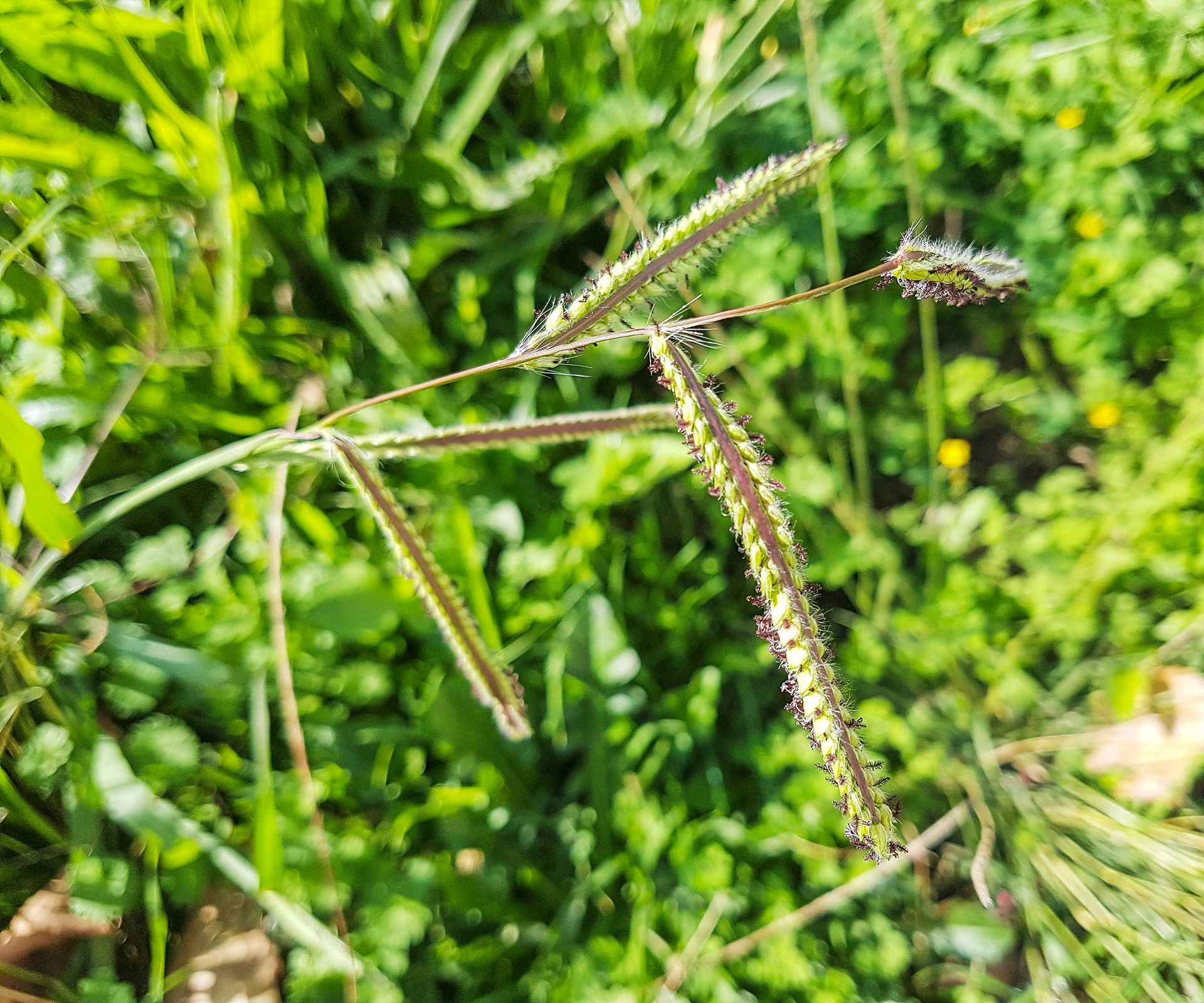 How to get rid of dallisgrass: tips for this perennial weed | Homes and ...